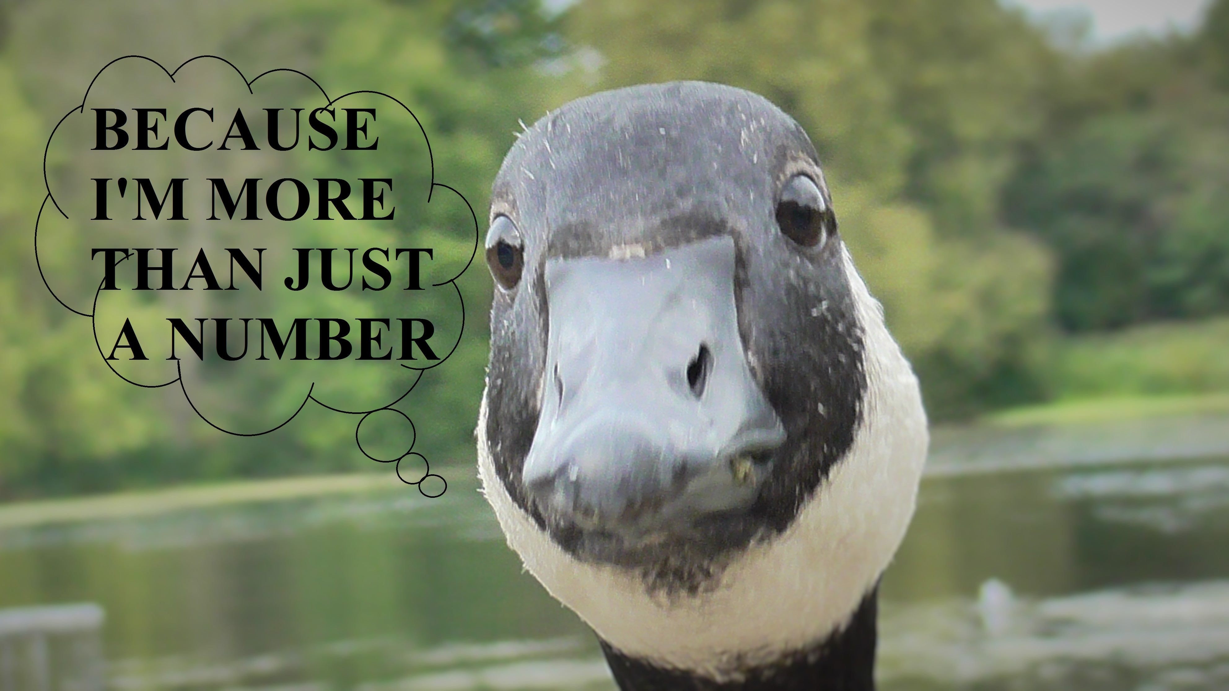 Too many? | Save Our Sandwell Canada Geese